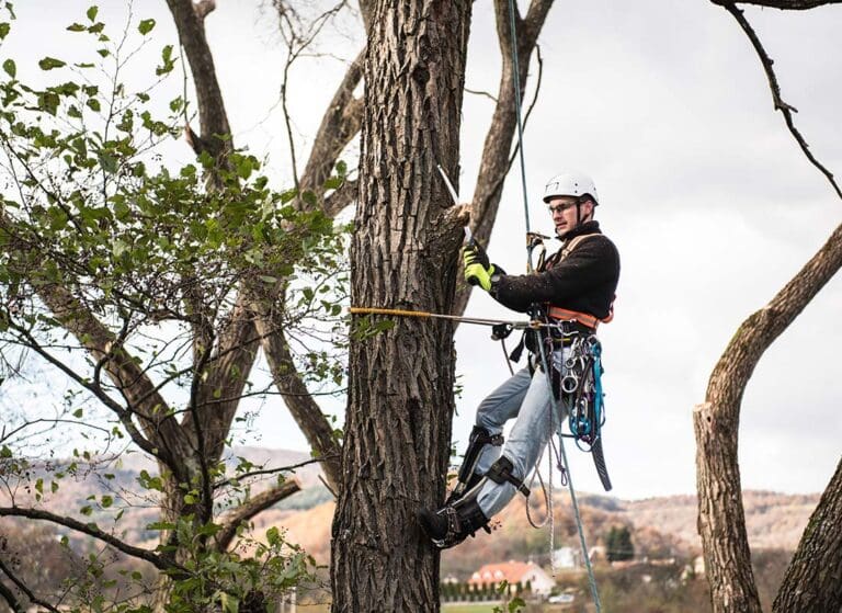 Understanding Insurance Coverage When a Neighbor's Tree Falls on Your ...